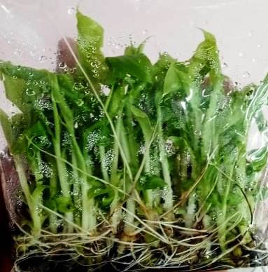 Ex-Agar_Plants-Pratham Enterprises (Plant Tissue Culture Unit)